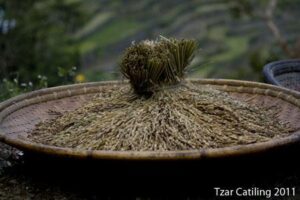 Tinawon: Ifugao Traditional Rice Production - Nurturing Indigenous ...